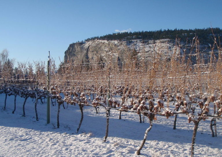 2019 Winter Winery Hours | Winter Wine Tastings in Osoyoos