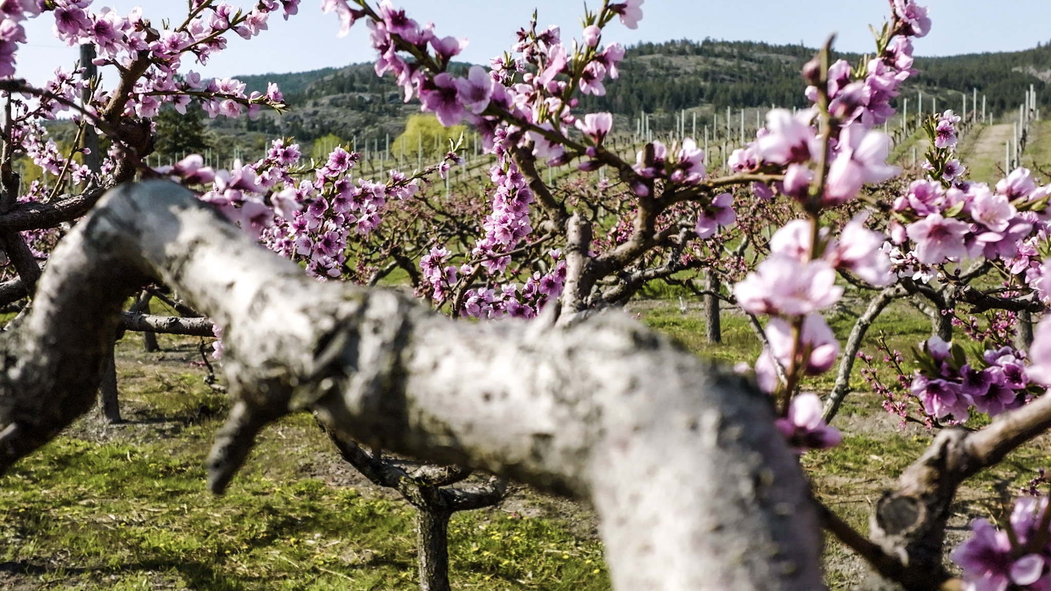 Photo Roundup: 17 Beautiful Captures of Spring Arriving in Osoyoos