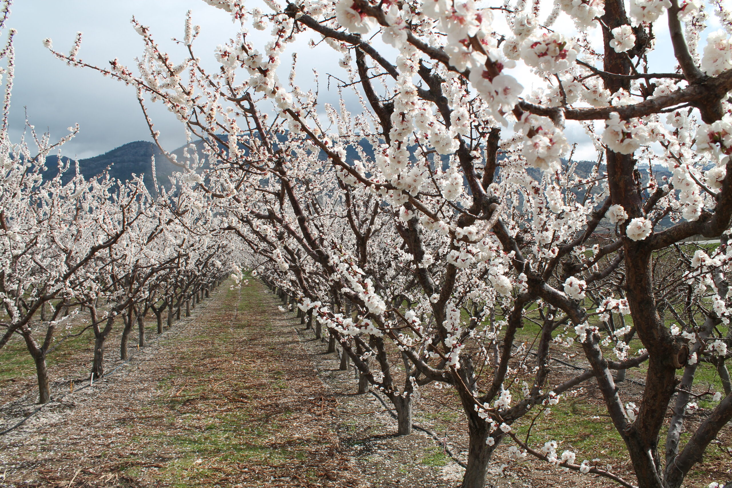 Kelowna Now Contest: The Ultimate Guide to Your Spring Getaway in ...