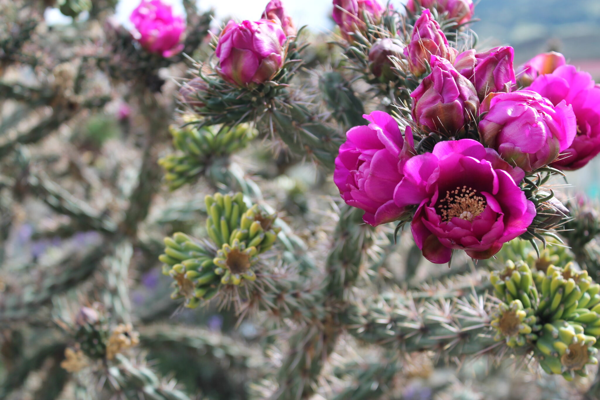 Photo Roundup: 17 Beautiful Captures of Spring Arriving in Osoyoos